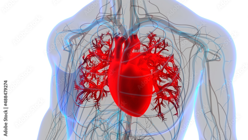 Human Circulatory System Heart Anatomy Stock Illustration | Adobe Stock