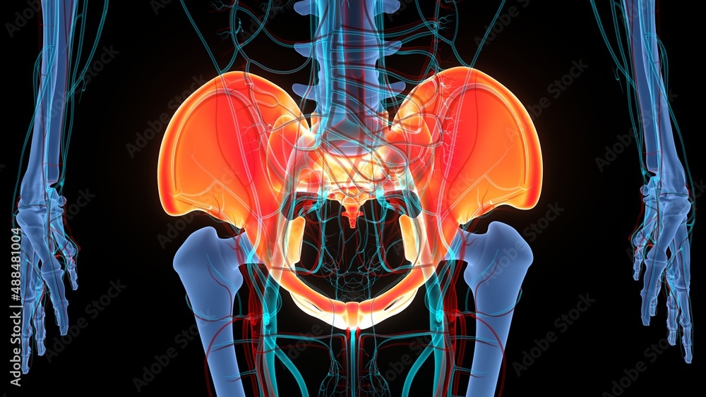 Human Skeleton System Pelvic Girdle Bone Joints Anatomy Stock ...