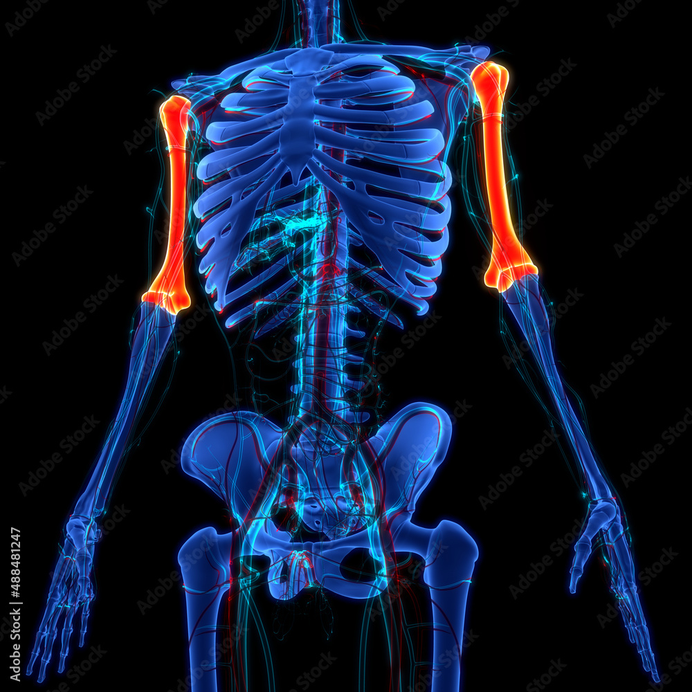Human Skeleton System Humerus Bone Joints Anatomy Stock Illustration ...