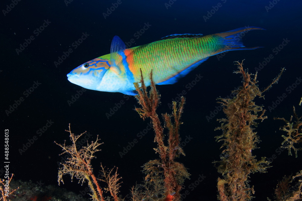 Nice fish of striking colors swimming placidly with the black ...