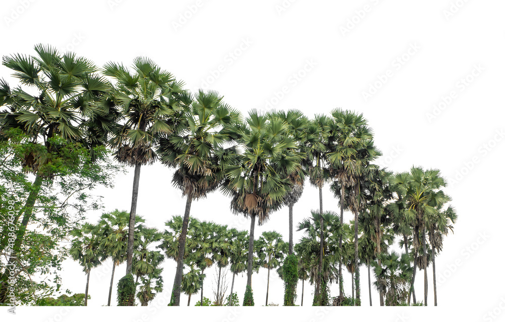 Palm tree group. High resolution tree landscape isolated on white ...