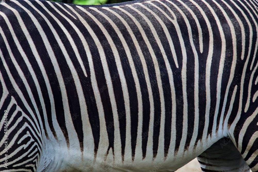 the body of Grévy's zebra, the largest living wild equid and the ...