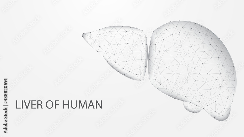 Liver of human anatomy structure line connection. Low poly wireframe ...