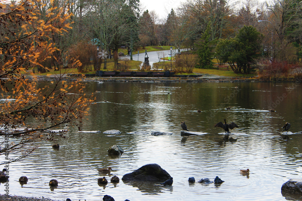 Ducks and pigeons in and around the pond, Bowring Park, St. John's, NL ...