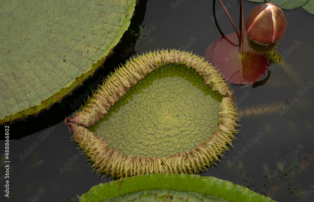 Exotic water plants. Top view of a Victoria cruziana, also known as ...