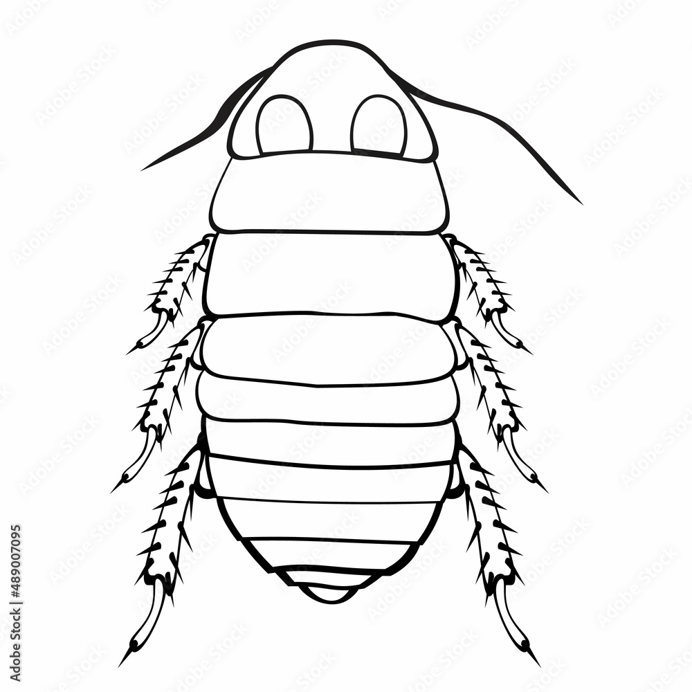 Black and white drawing of a Bold cockroach for coloring. Insect for ...