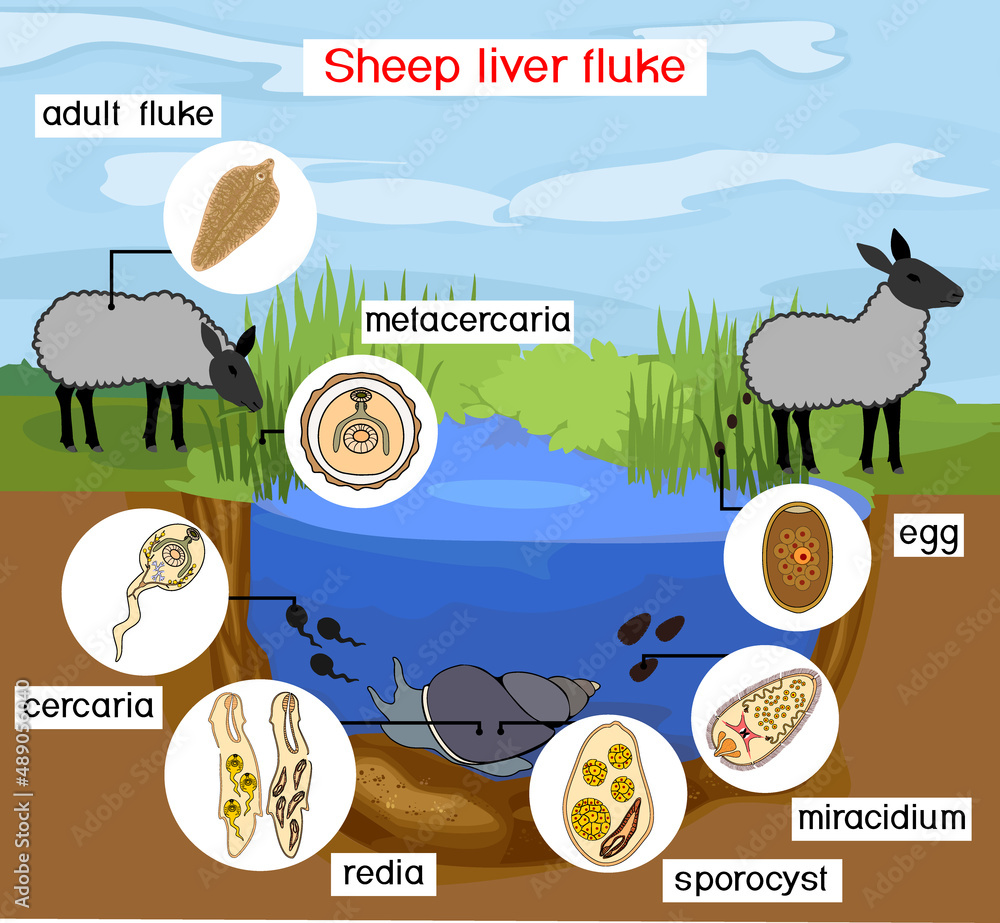 Fasciola Hepatica Life Cycle Fascioliasis In Llama, Lama Glama, In