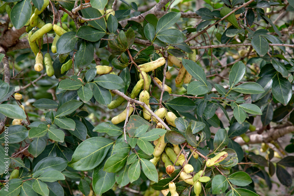 Photo Stock Inga laurina is a endemic tree of the Fabaceae family ...