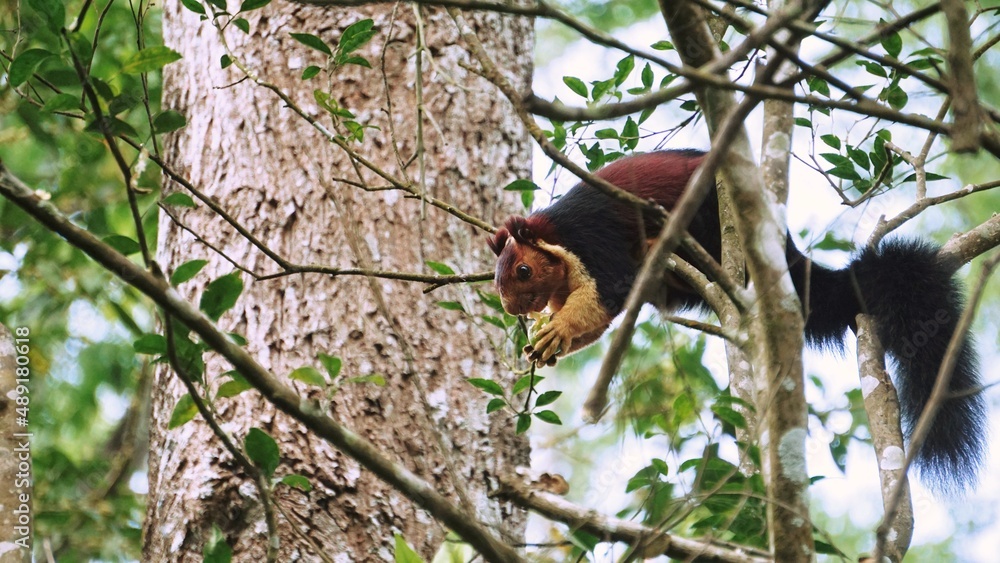 Indian Giant Squirrel aka Malabar Giant Squirrel, ‘rodent from the ...