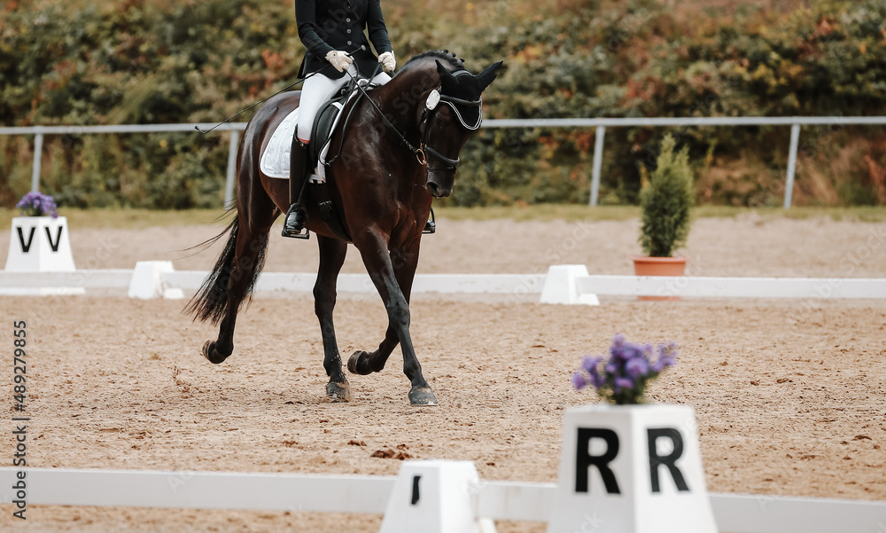 Black dressage horse with rider, photographed from the front in the ...