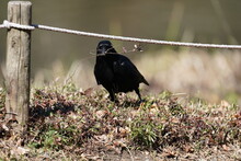 Crow With Nesting Material Free Stock Photo - Public Domain Pictures