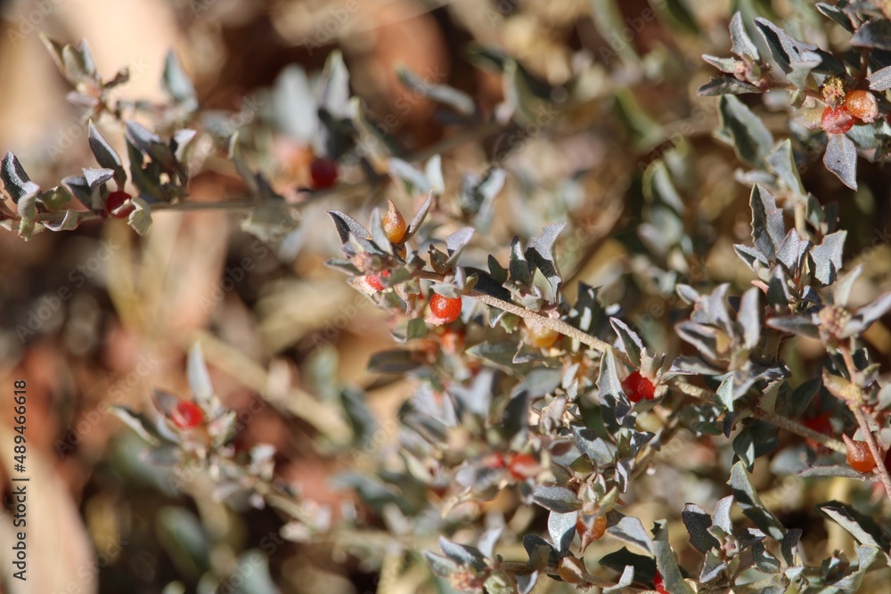 Creeping Saltbush (Atriplex semibaccata) fruit, South Australia Stock ...