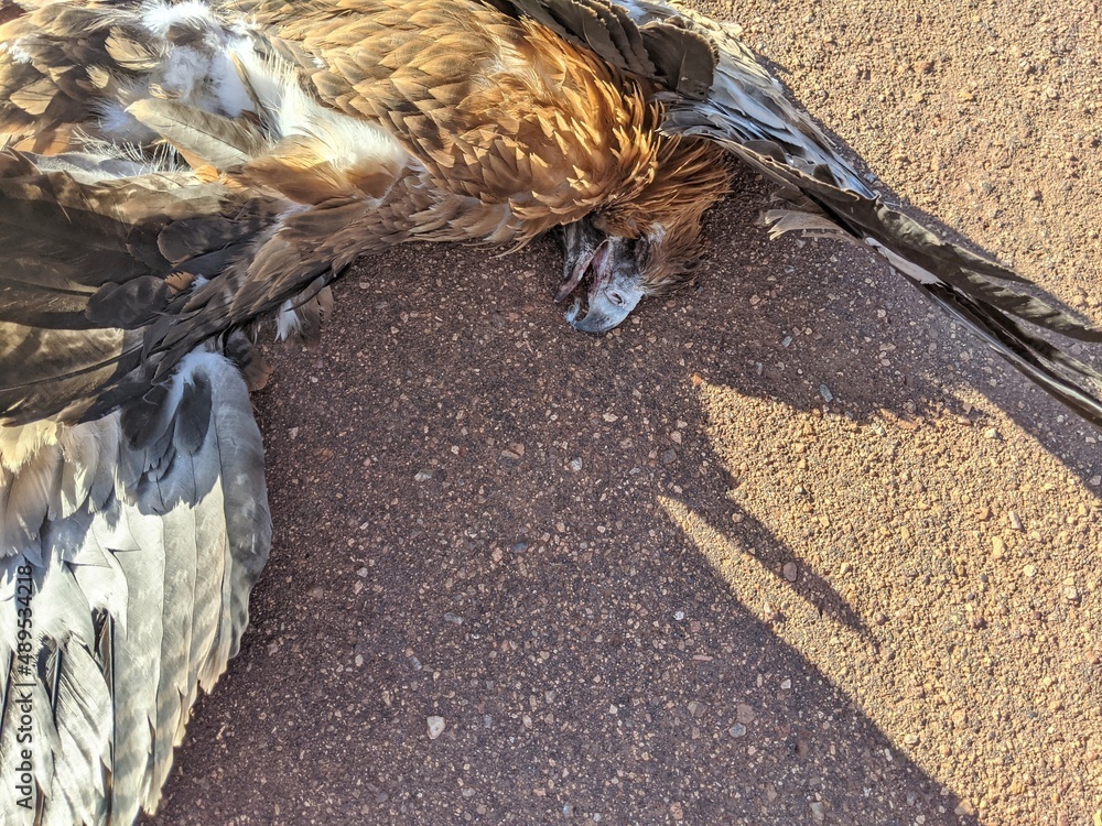 Dead wedge tailed eagle, killed by a speeding car in the outback of ...