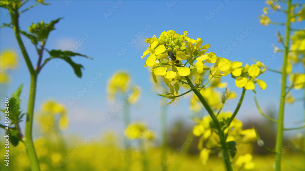 Mimosa is a genus of about 420 species of herbs and shrubs, in the ...