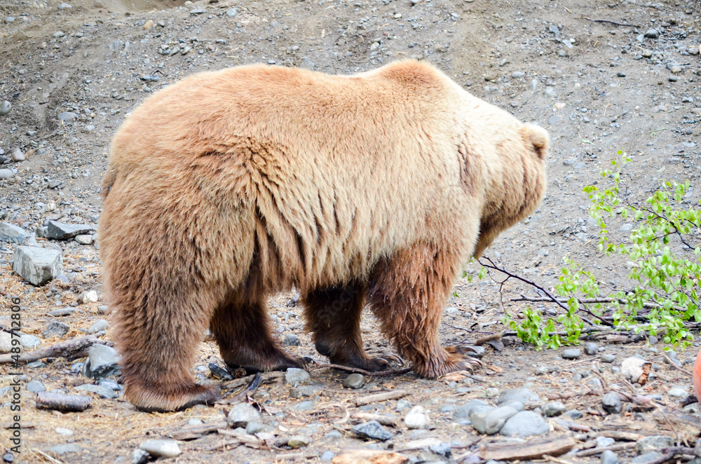 Spectacular grizzly bear standing in a huge cage with soil and ...