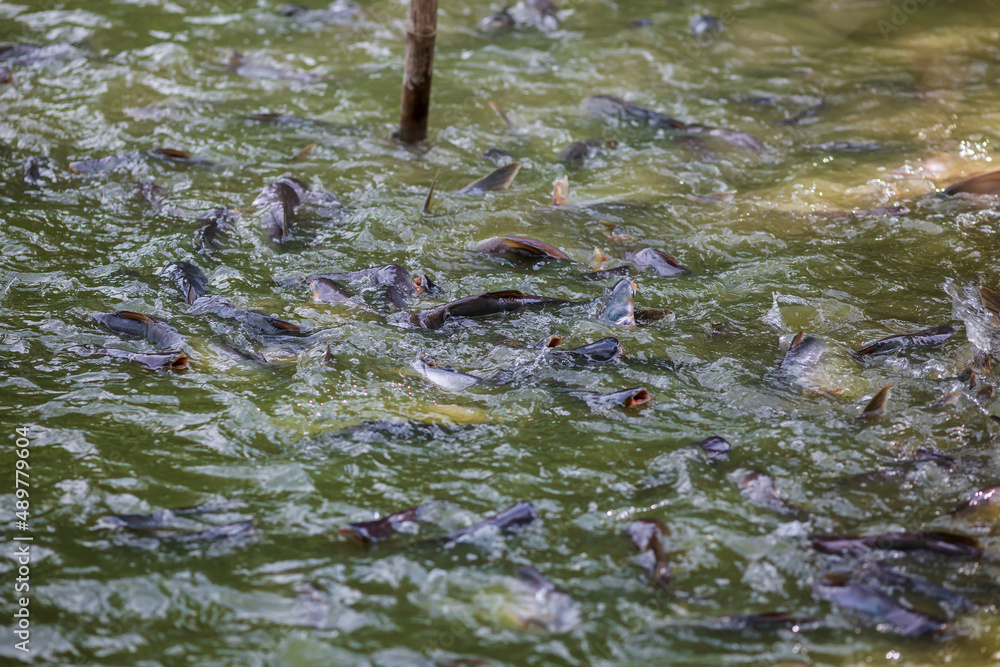 Pangasius fish or Vietnamese catfish are scrambling to eat in a farming ...