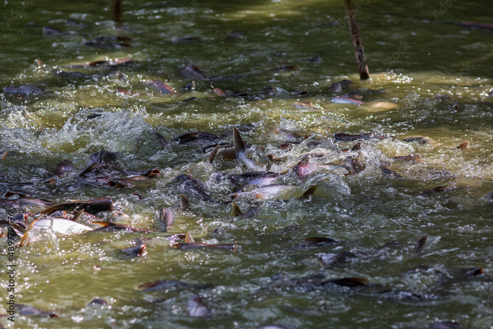 Pangasius fish or Vietnamese catfish are scrambling to eat in a farming ...