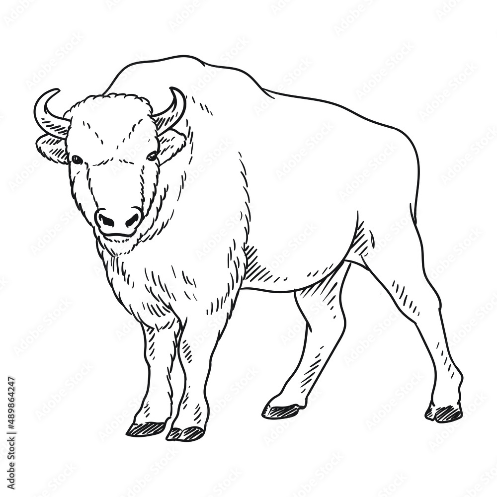 angry bison animal of america Stock Vector | Adobe Stock