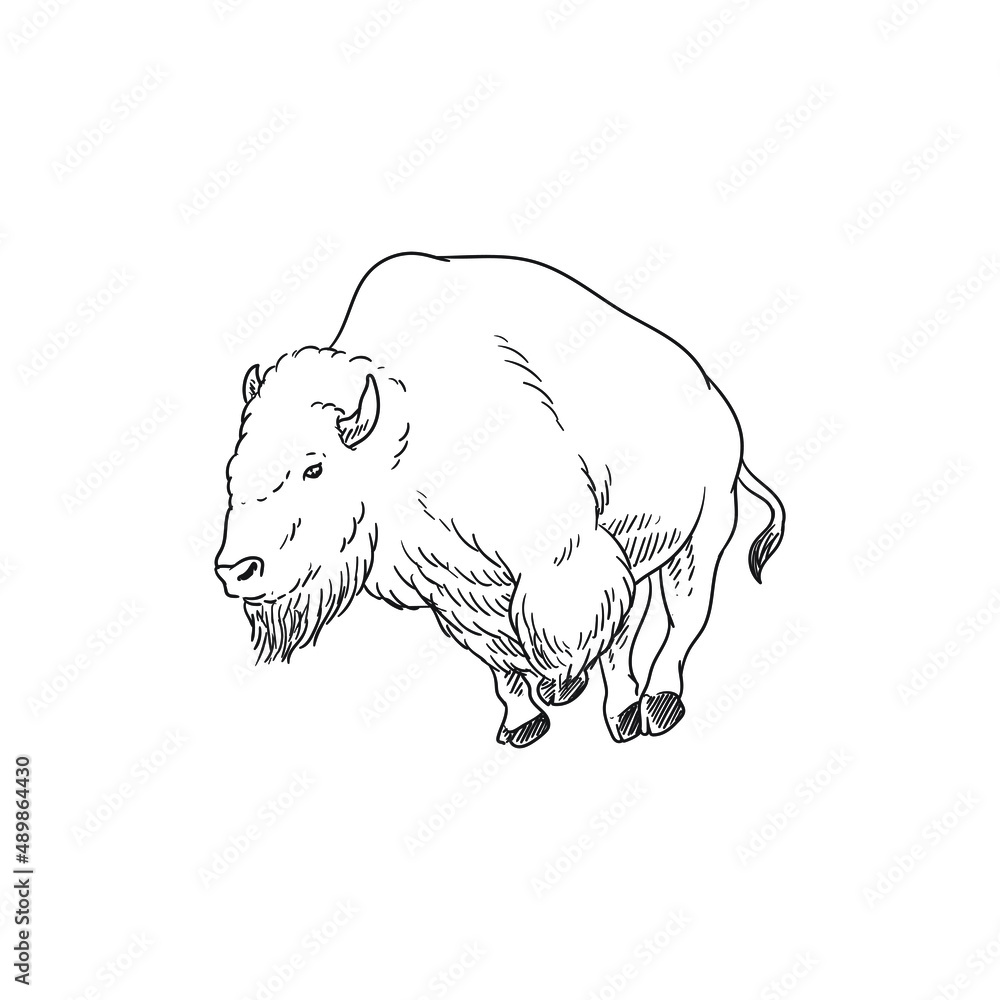 angry bison animal of america Stock Vector | Adobe Stock