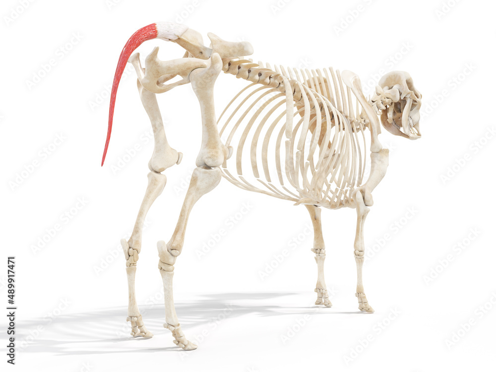 3d rendered anatomy illustration of the cows muscles - the sacrocaudlis ...