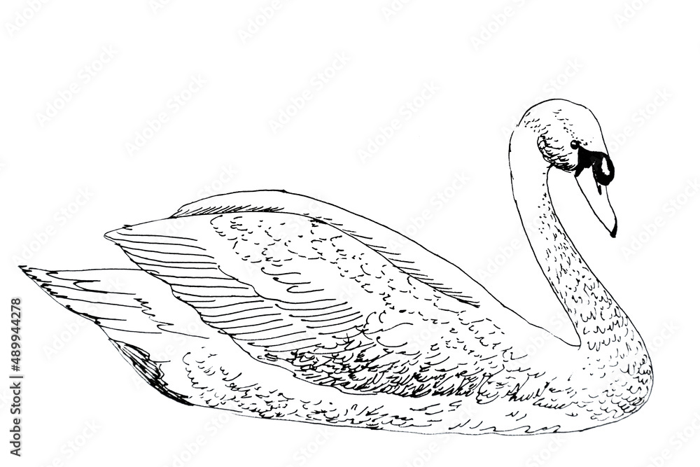 Handdrawn illustration of swan, black ink pen Stock Illustration ...
