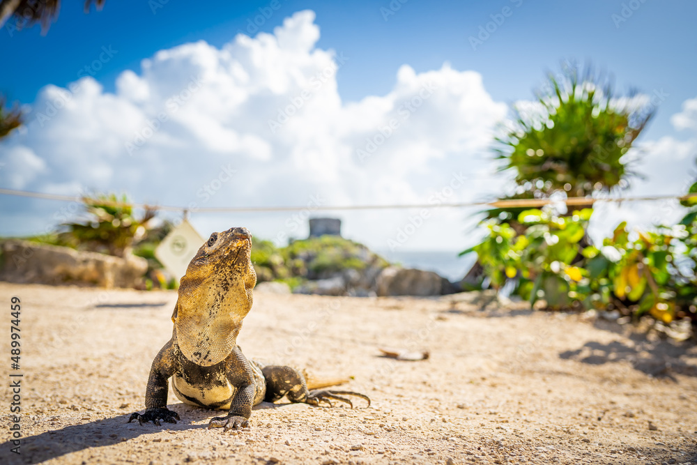 Maya Ruines of Tulum with big Iguana Stock Photo | Adobe Stock