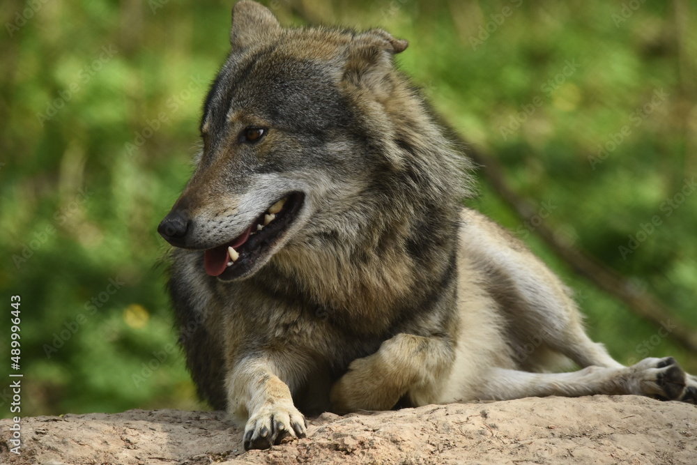 The wolf, a land predator. Hunt for prey within your territory. A herd ...