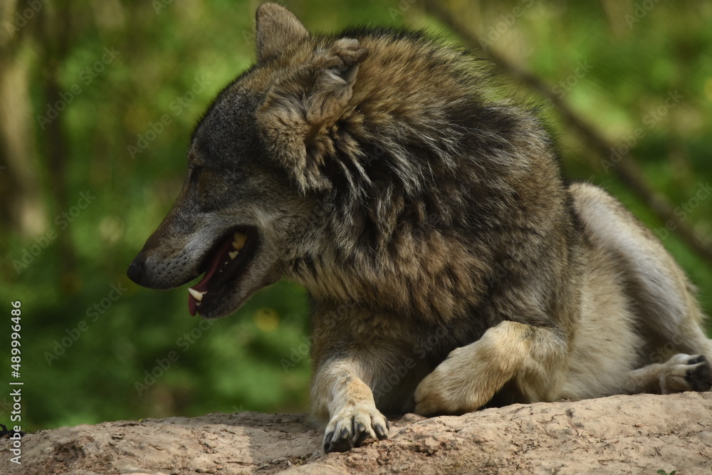 The wolf, a land predator. Hunt for prey within your territory. A herd ...