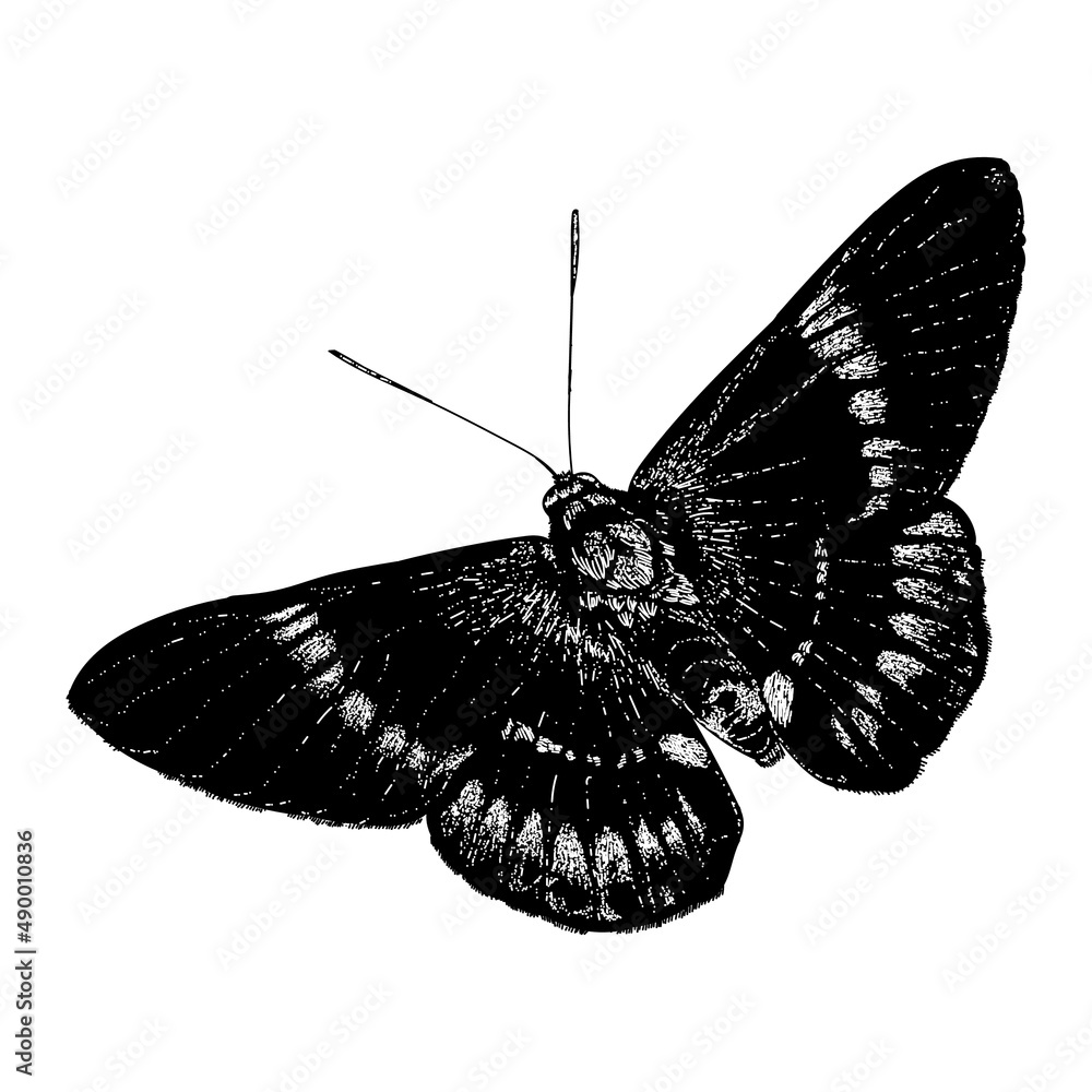butterfly hand drawing vector illustration isolated on white background ...