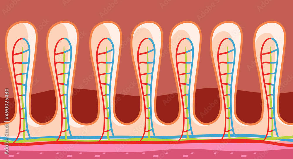 Diagram showing intestinal wall structure Stock Vector | Adobe Stock