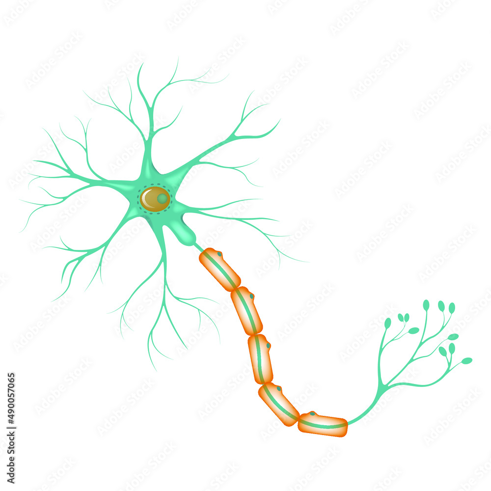 Diagram of a neuron, cerebral cortex. Structure of a nerve cell. Vector ...
