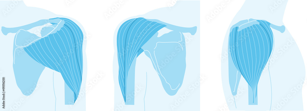 Deltoid Muscle. Shoulder Anatomy. Blue Version Stock Illustration ...