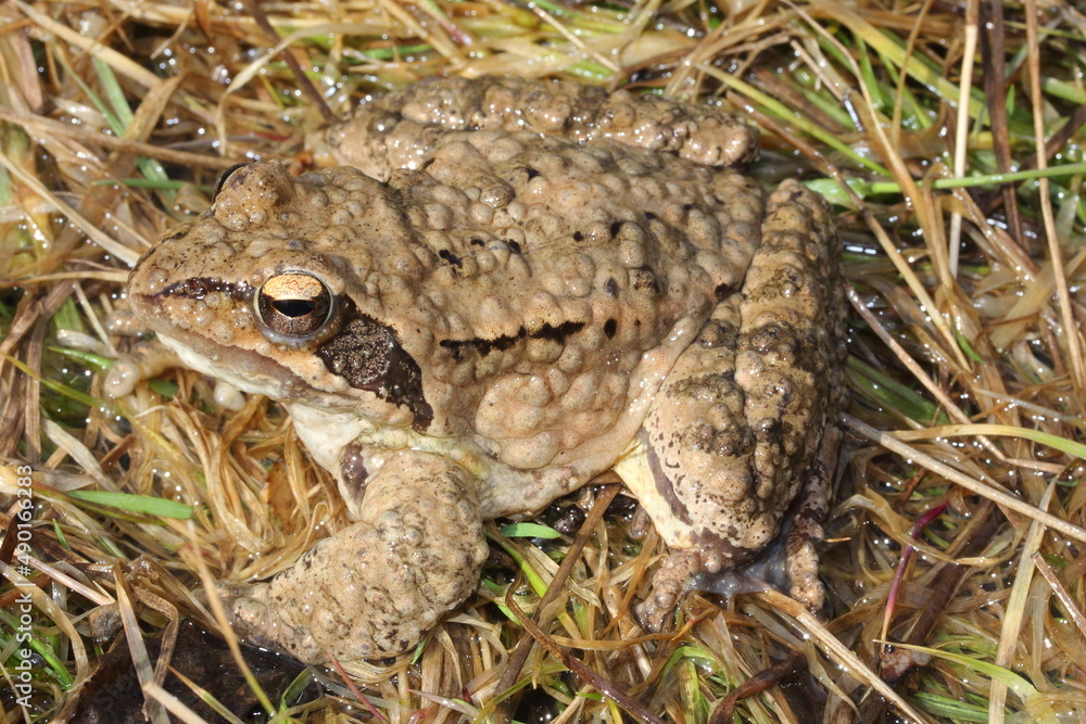 The agile frog (Rana dalmatina) with skin disease in a natural habitat ...