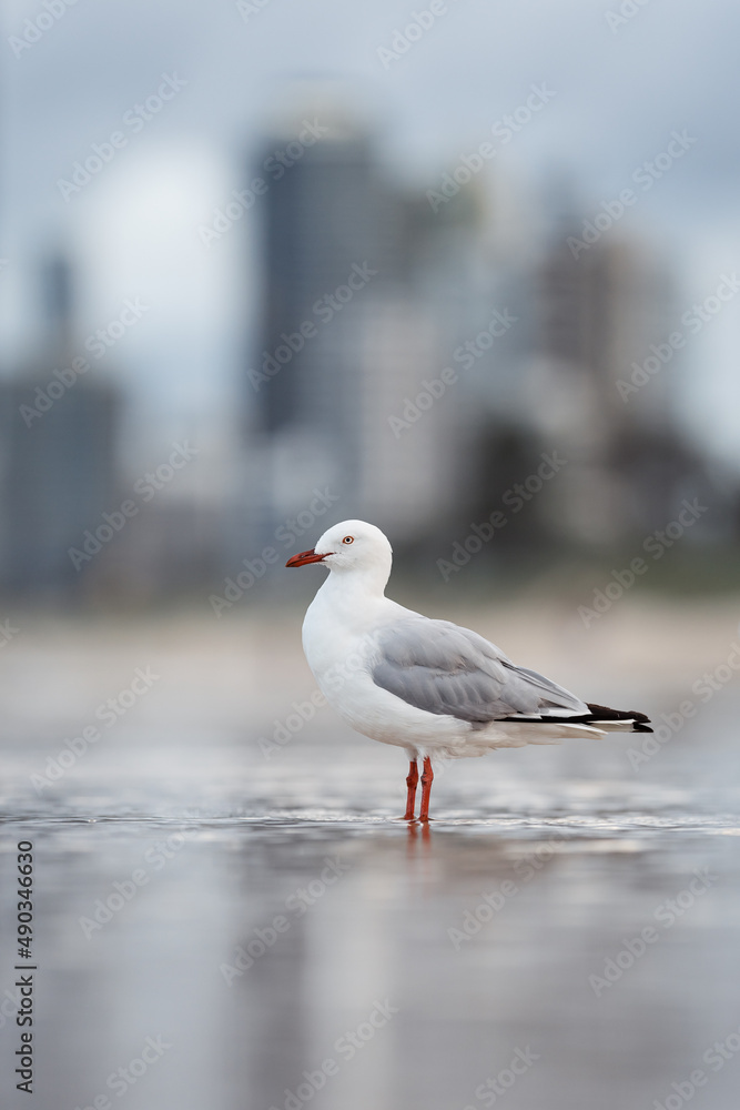 A silver gull on the beach at Gold Coast, Queensland, Australia. The ...