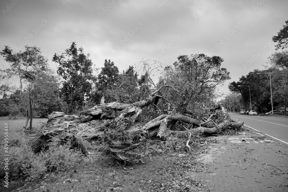 Super cyclone Amphan uprooted tree which fell and blocked road ...