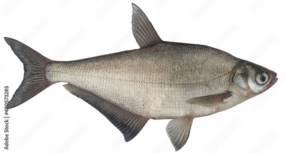 Freshwater fish isolated on white background closeup. The blue bream or ...