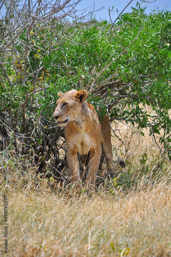 Safari in the African savannah. A lioness in the wild suffers from ...