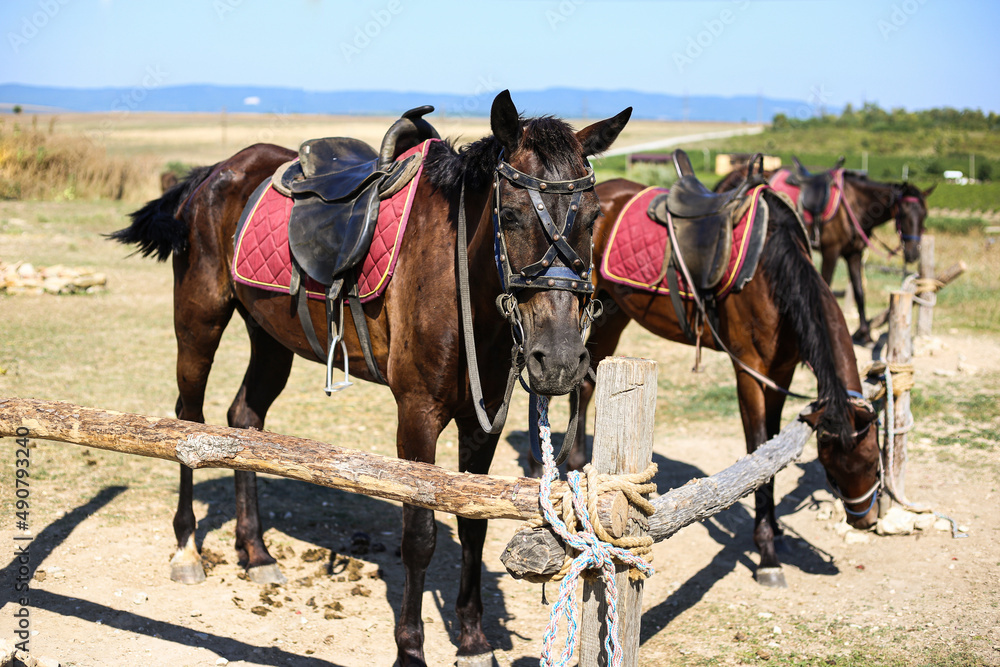 Horses with saddles tied to wooden poles on a hot summer day for the ...