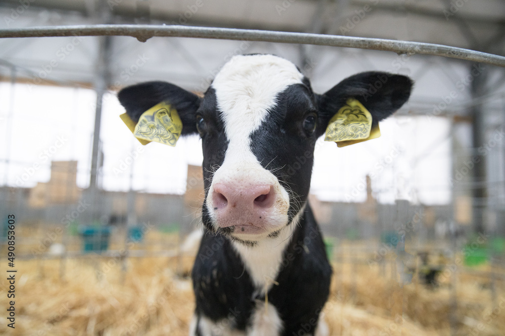 Calves, young animals of both sexes under the age of one year. Young ...