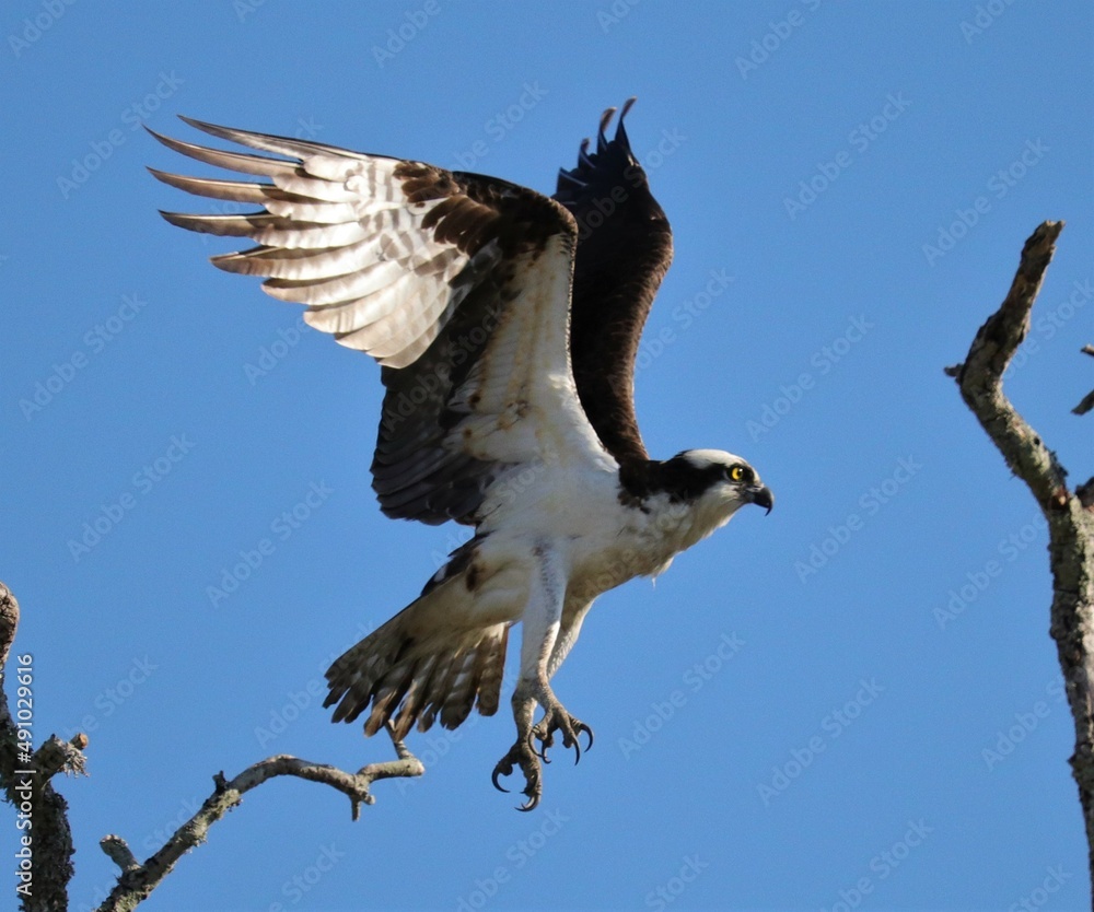Osprey conservation success story Stock Photo | Adobe Stock