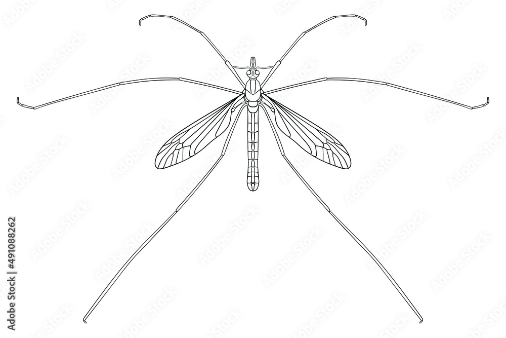 Daddy longlegs, crane fly - black and white vector illustration. Stock ...