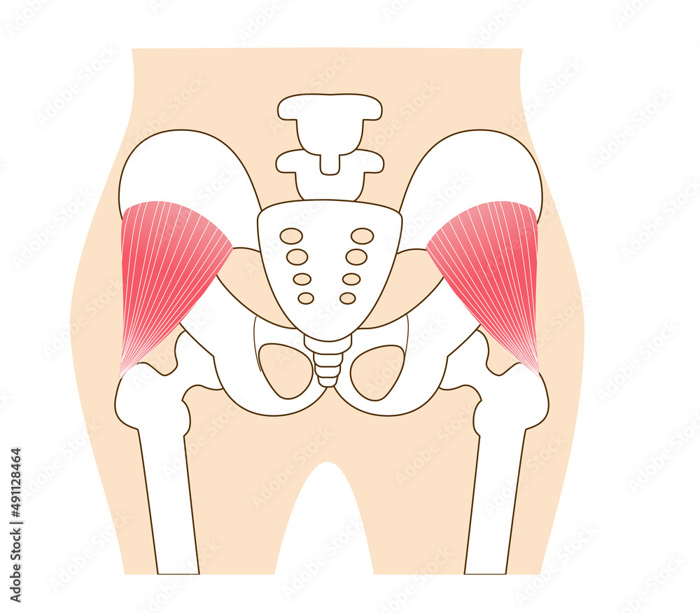 Stock-Vektorgrafik „Main gluteal muscles of the buttocks: small gluteus ...