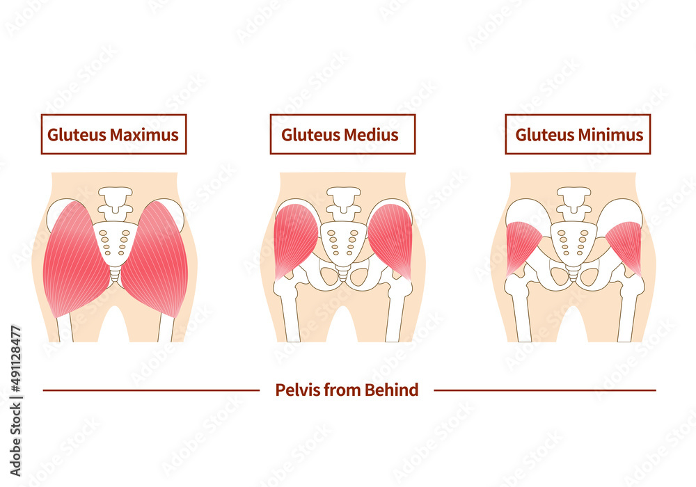 Main gluteal muscles of the buttocks: large gluteus medius, gluteus ...