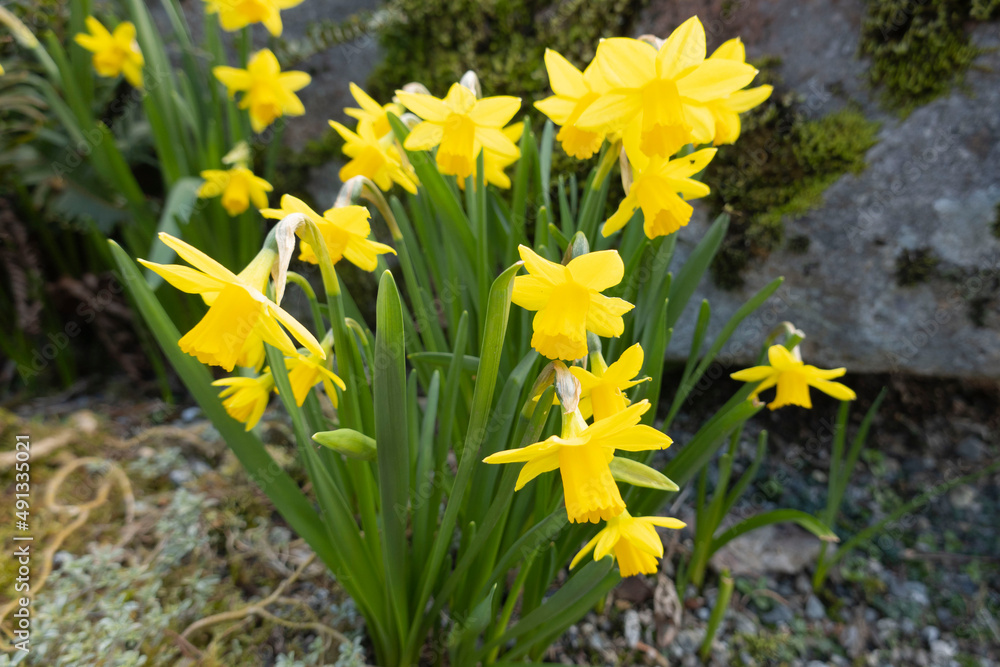Narcissus pseudonarcissus (commonly known as wild daffodil or Lent lily ...