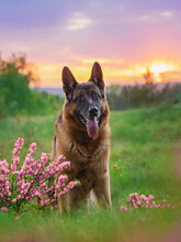 Dog Pet German Shepherd Flowers Free Stock Photo - Public Domain Pictures