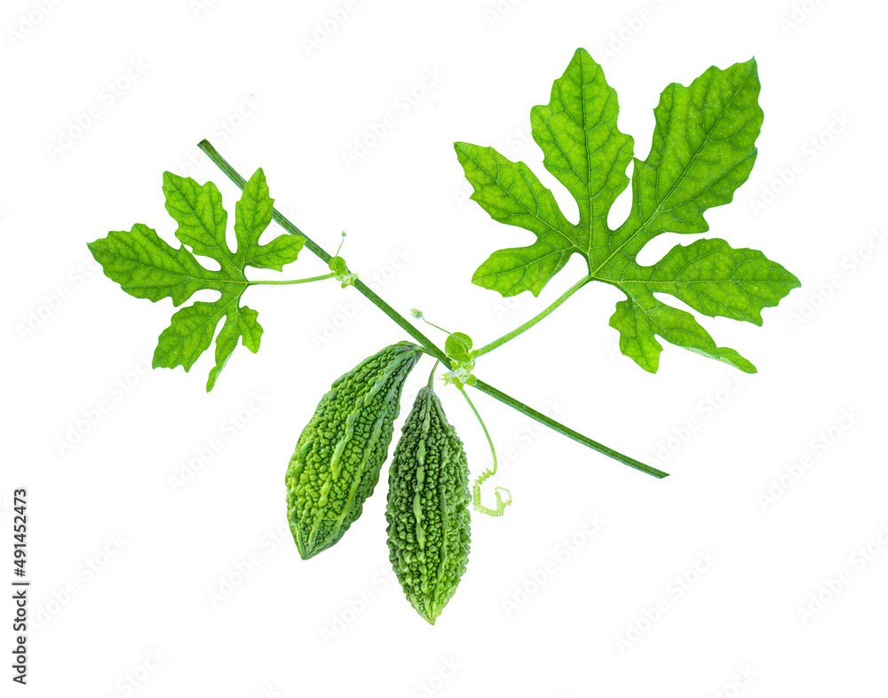 Ampalaya Leaves