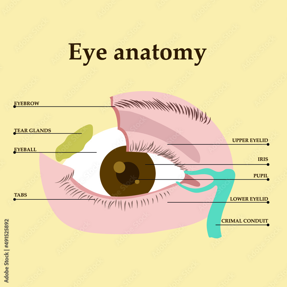 eye anatomy, parts of the eye, conceptual vector parts of the eye ...