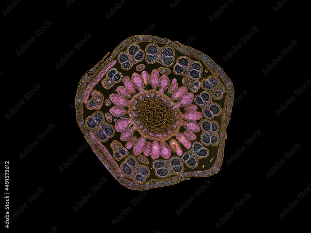 cross section cut slice of plant stem under the microscope ...