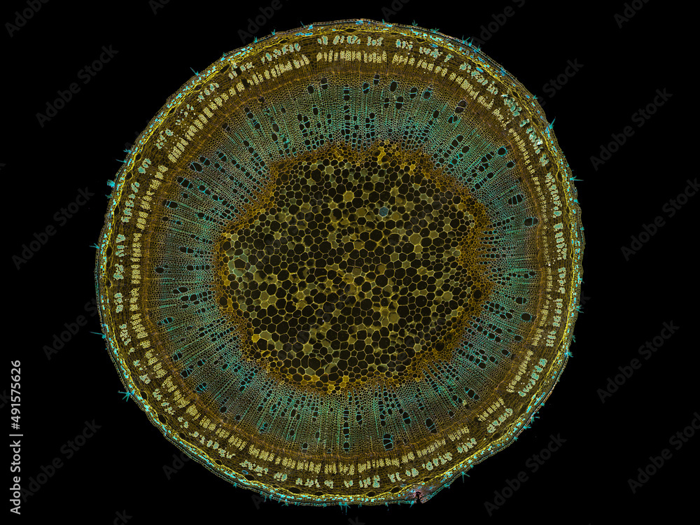 cross section cut slice of plant stem under the microscope ...