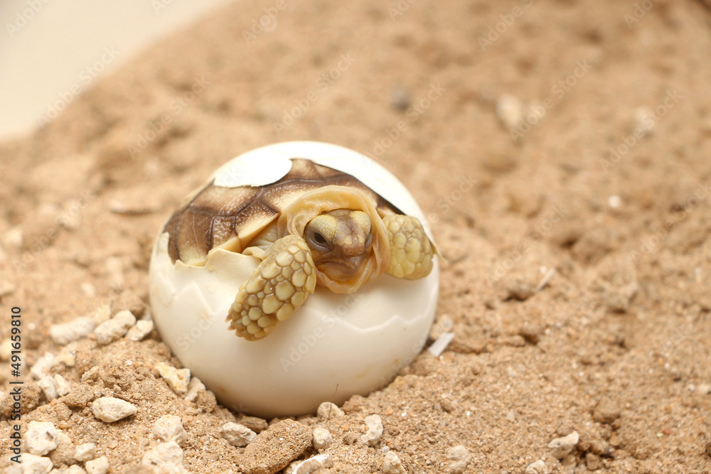 Africa spurred tortoise being born, Tortoise Hatching from Egg, Cute ...